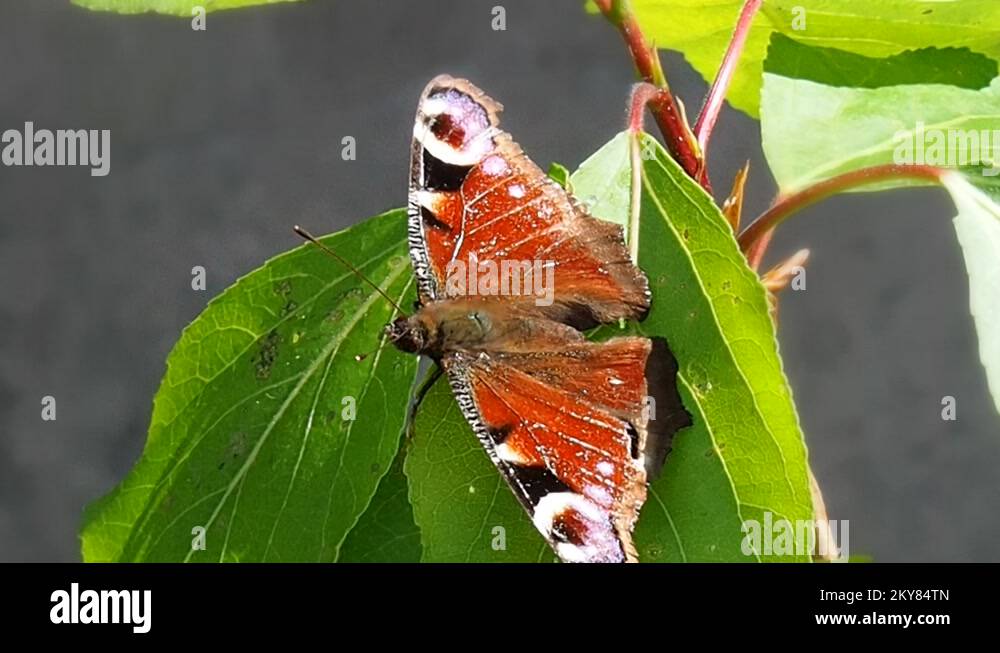 Invisible butterfly Stock Videos & Footage - HD and 4K Video Clips - Alamy
