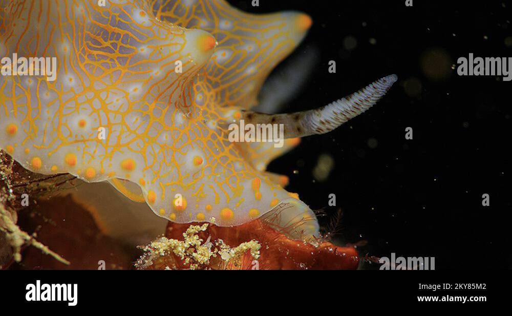 Batangas Halgerda Nudibranch Sea Slug (Halgerda batangas) Underwater ...