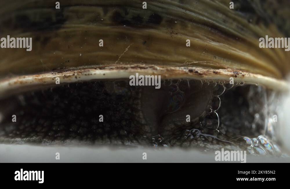 Eye stalk Stock Videos & Footage - HD and 4K Video Clips - Alamy