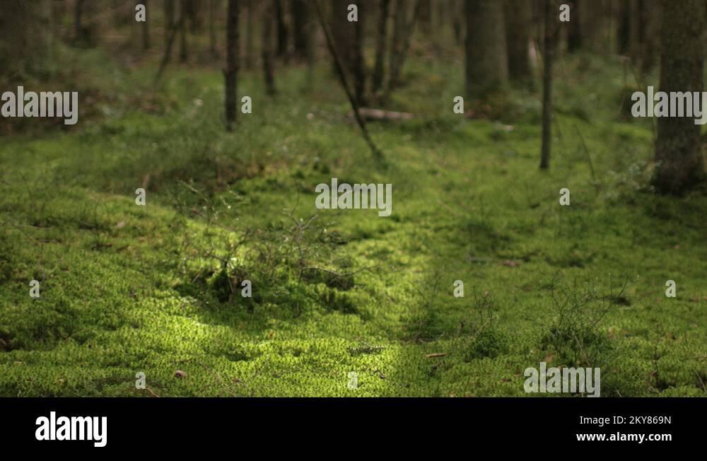 Male on moss Stock Videos & Footage - HD and 4K Video Clips - Alamy
