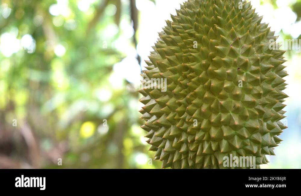 durian farm , musang king in focus Stock Video Footage - Alamy