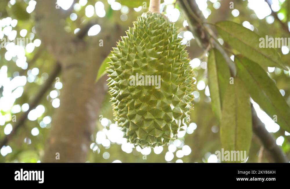 durian farm , musang king in focus Stock Video Footage - Alamy