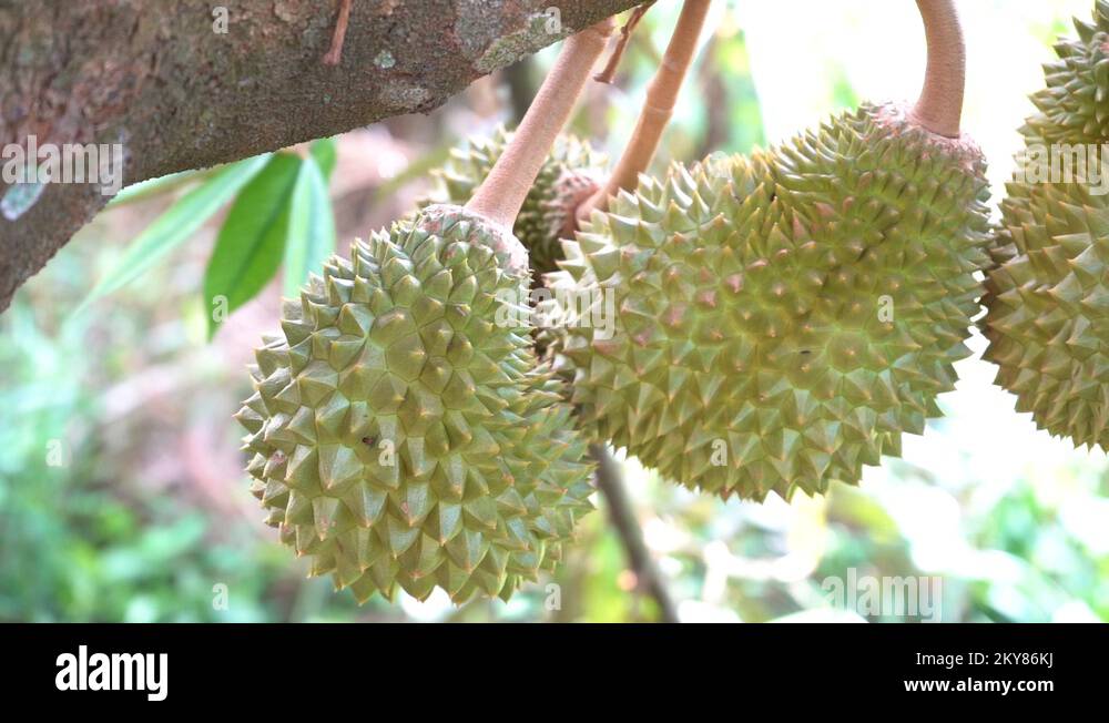durian farm , musang king in focus Stock Video Footage - Alamy
