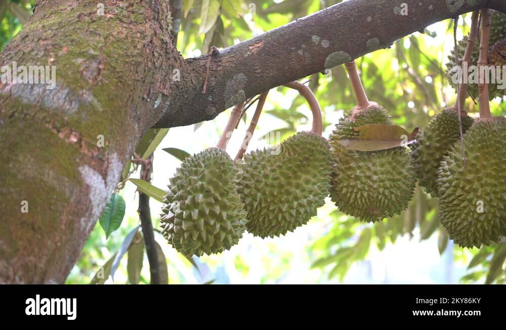 durian farm , musang king in focus Stock Video Footage - Alamy
