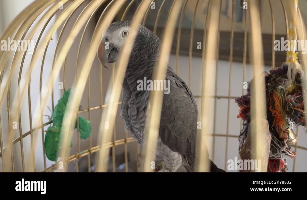 parrot in a golden cage. 4k, slow-motion, close-up. the parrot is ...