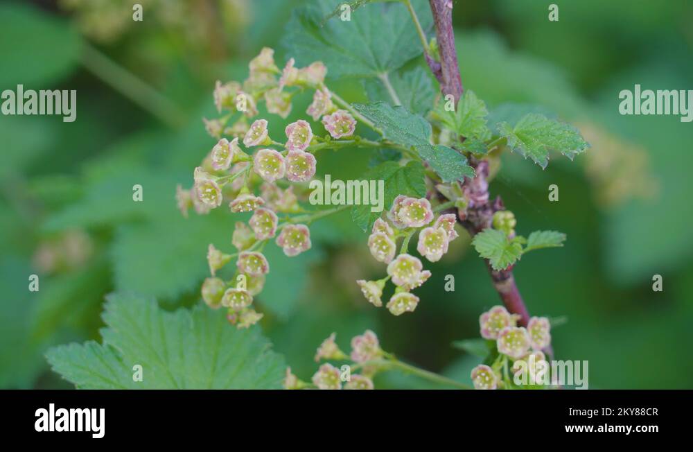 Ribes nigrum Stock Videos & Footage - HD and 4K Video Clips - Alamy
