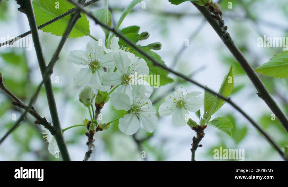 The beautiful white flower of the Pyrus communis Stock Video Footage ...
