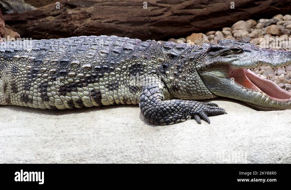 Siamese crocodile crocodylus siamensis Stock Videos & Footage - HD and ...