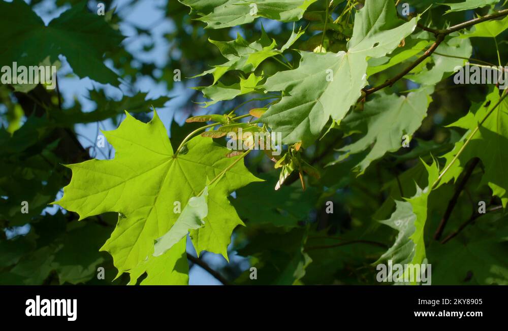Tree branches of maple tree Stock Videos & Footage - HD and 4K Video ...