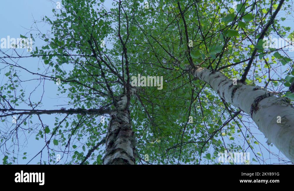 Betula long trunk Stock Videos & Footage - HD and 4K Video Clips - Alamy