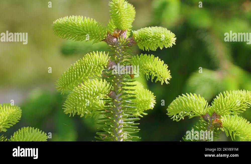 Abies alba tree Stock Videos & Footage - HD and 4K Video Clips - Alamy