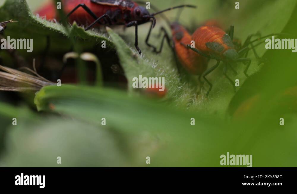 Friendly insects Stock Videos & Footage - HD and 4K Video Clips - Alamy