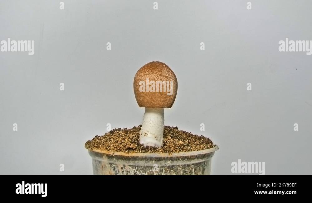 The culinary medicinal Royal Sun Agaricus mushroom timelapse Stock Video Footage - Alamy
