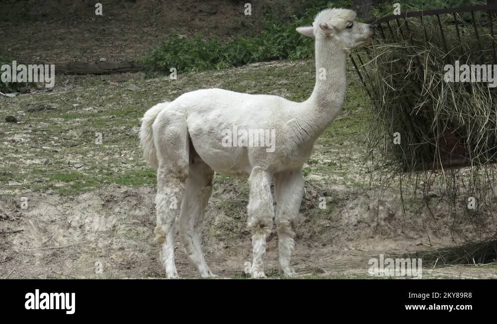 Domesticated species of south american camelid Stock Videos & Footage ...