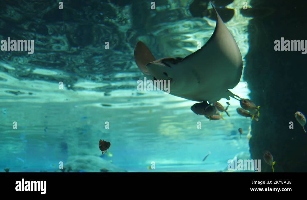 Live marine fish Stock Videos & Footage - HD and 4K Video Clips - Alamy