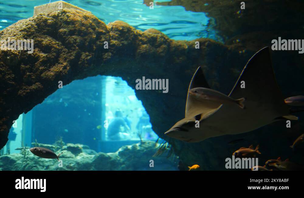 Torpedo fish Stock Videos & Footage - HD and 4K Video Clips - Alamy