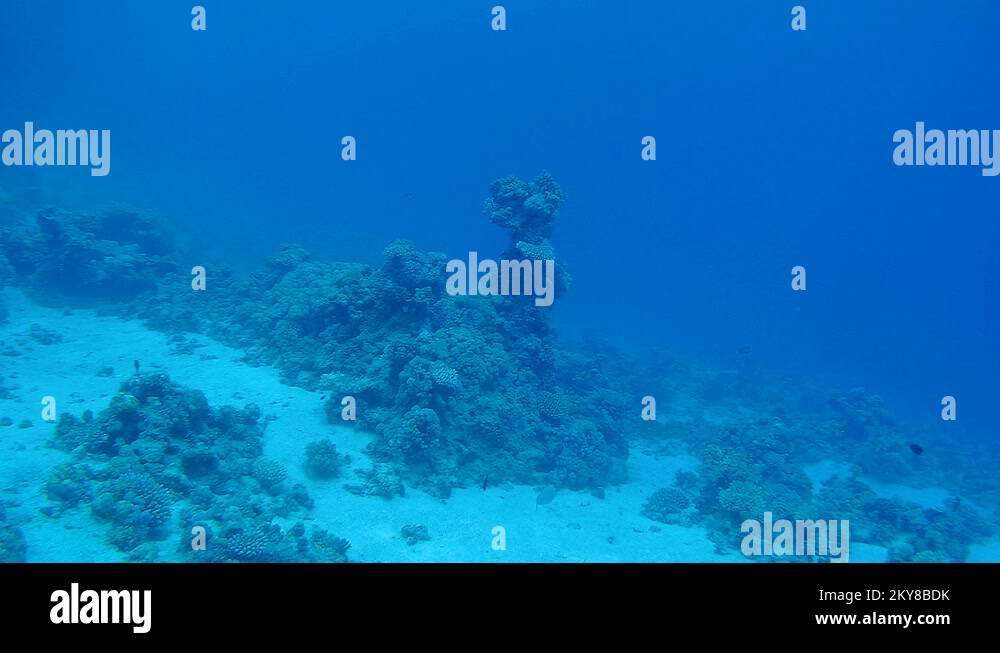 South red sea coral Stock Videos & Footage - HD and 4K Video Clips - Alamy