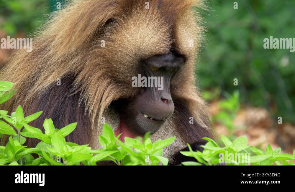 Theropithecus gelada eating Stock Videos & Footage - HD and 4K Video ...