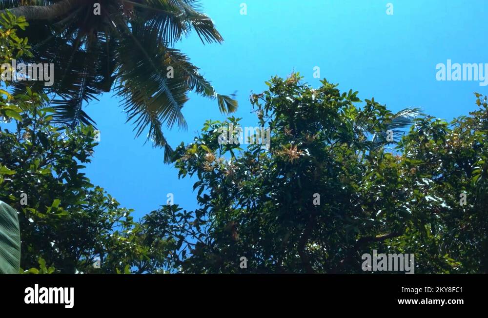 Farm under trees Stock Videos & Footage - HD and 4K Video Clips - Alamy