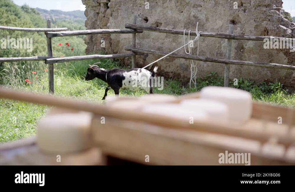 Craft revival Stock Videos & Footage - HD and 4K Video Clips - Alamy