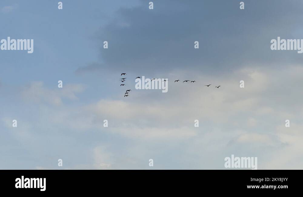 V shaped flock of birds Stock Videos & Footage - HD and 4K Video Clips ...