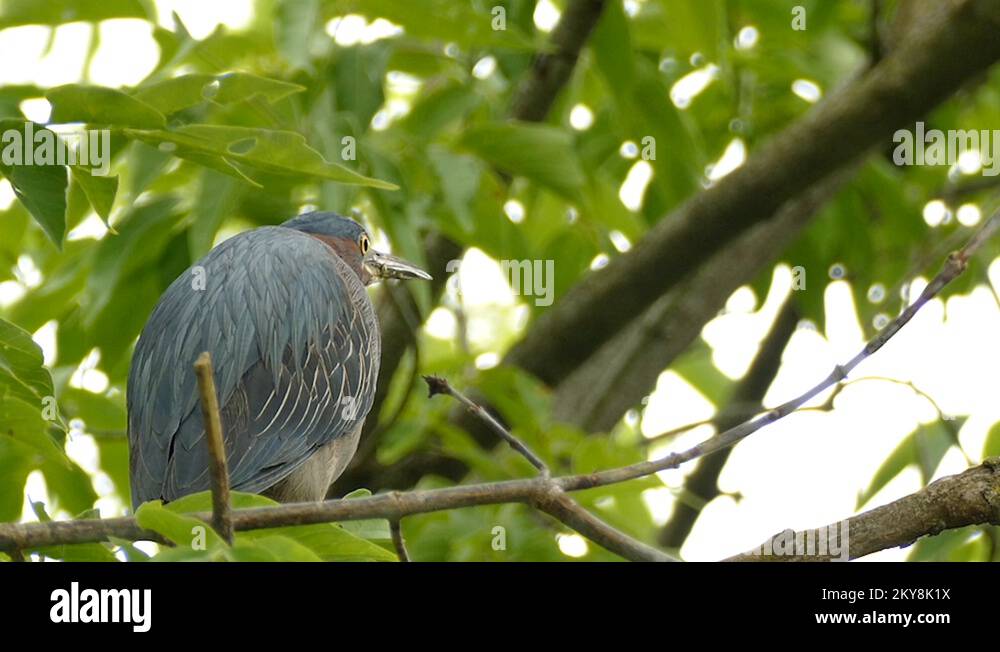 Back view of Green Heron extending its neck high up during grooming ...