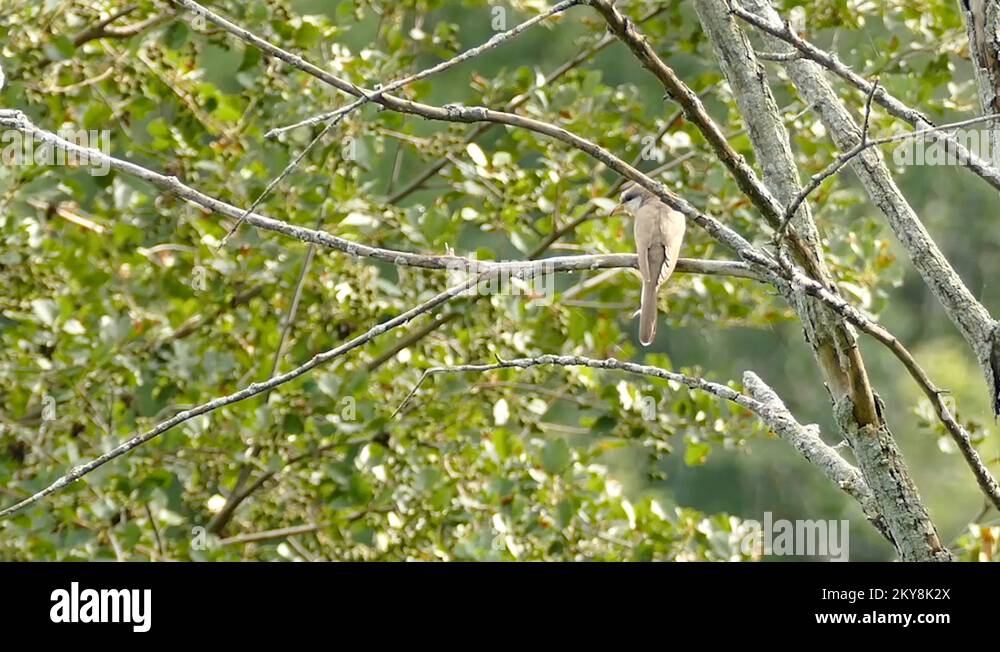Cuckoo hd Stock Videos & Footage - HD and 4K Video Clips - Alamy