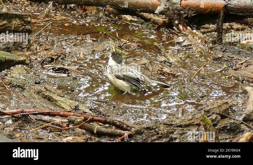 Bird taking half a bath in what's left of water from stream after ...