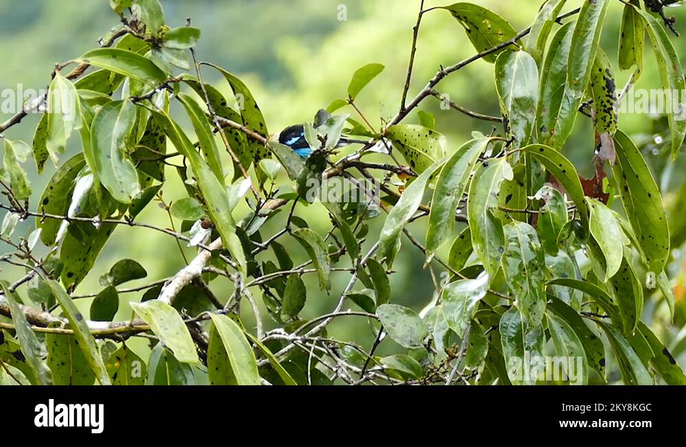 Beautiful small blue bird hopping with bokeh background - HD 1080p ...