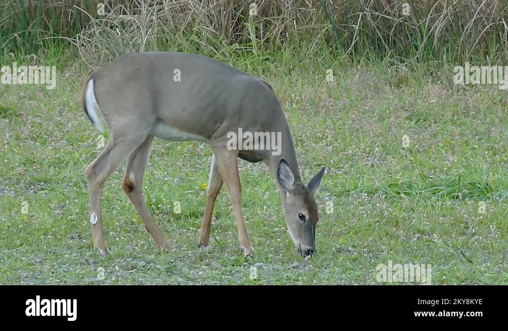 Medium and wide shots of single deer in marshy field at dawn - HD 1080p ...