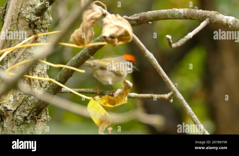 Tracking shots of vivid orange and yellow lines on head of tiny fast ...