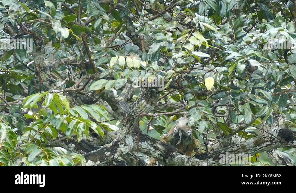Male Green Iguana (Iguana Iguana) creeping up a tree in the jungle with ...