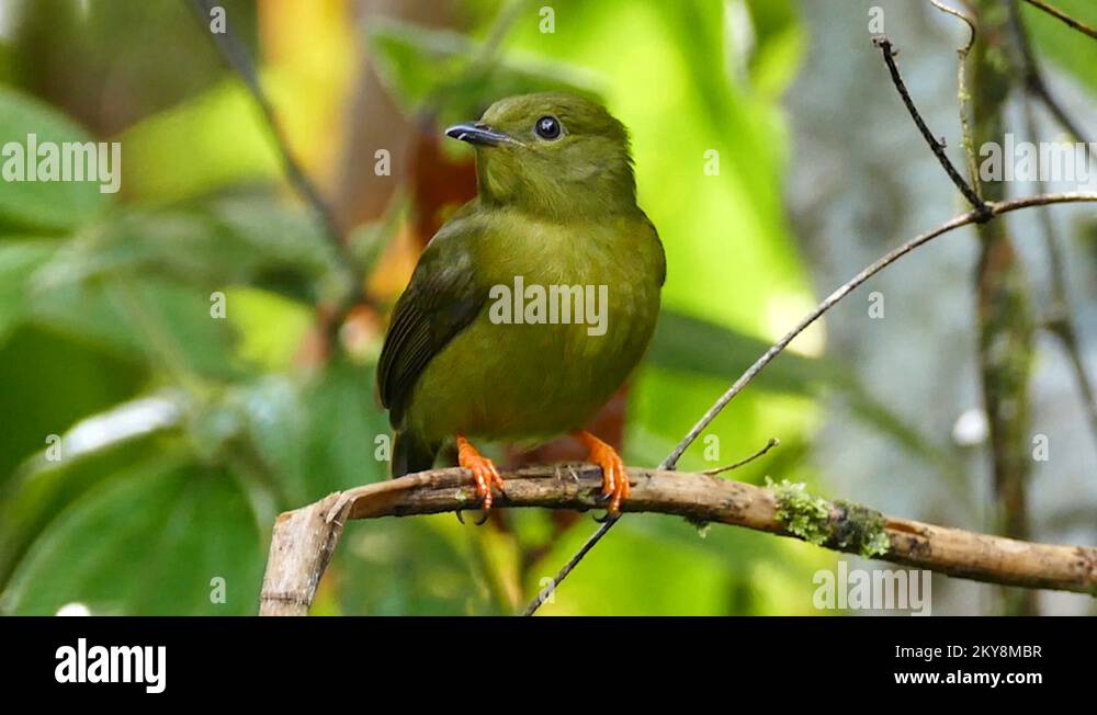 Female Golden-Collared Manakin (Manacus Vitellinus) looking curiously ...