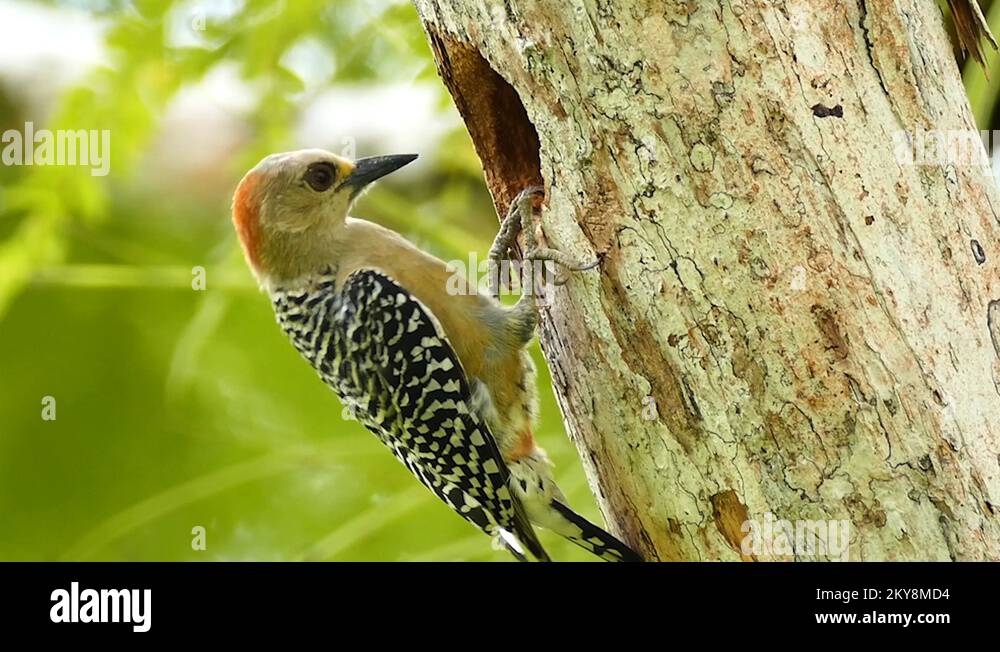 Yellow-Crowned Woodpecker (Leiopicus Mahrattensis) pecking on large ...