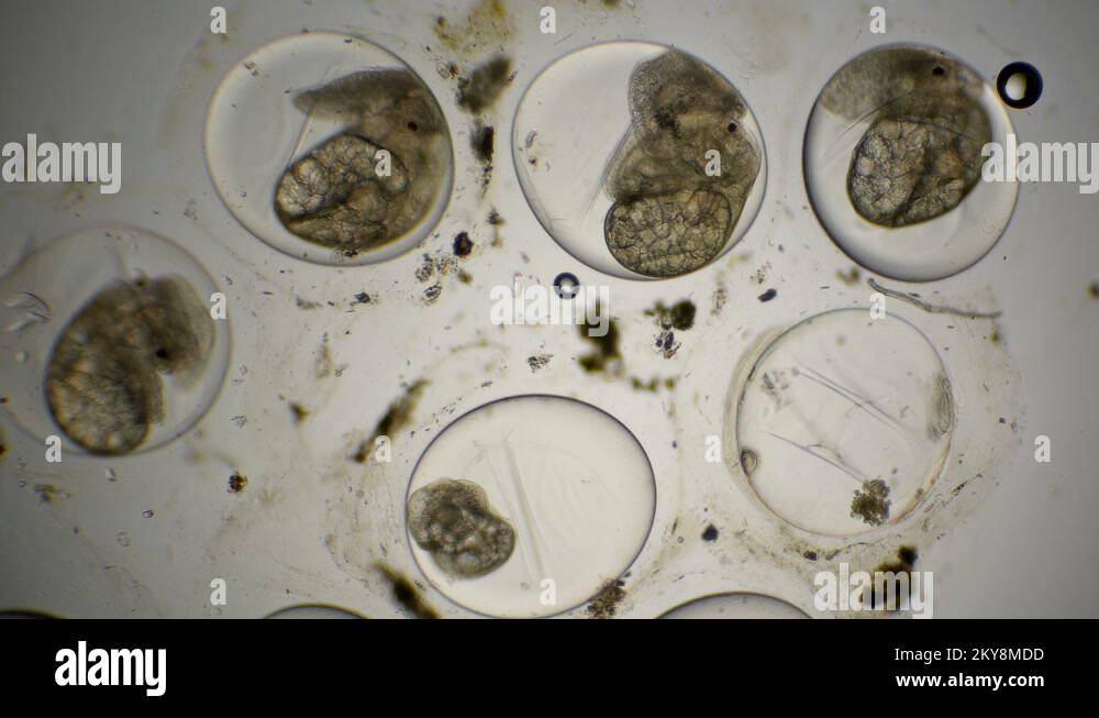 movement of the eggs of the Snail Planorbis under a microscope Stock ...