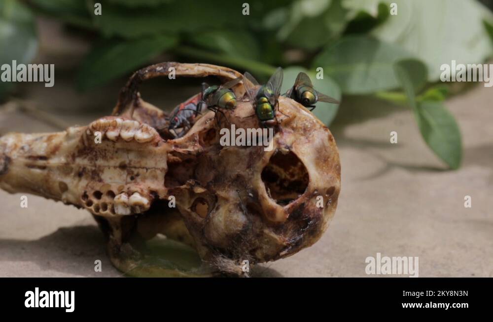 Life cycle of insects Stock Videos & Footage - HD and 4K Video Clips ...