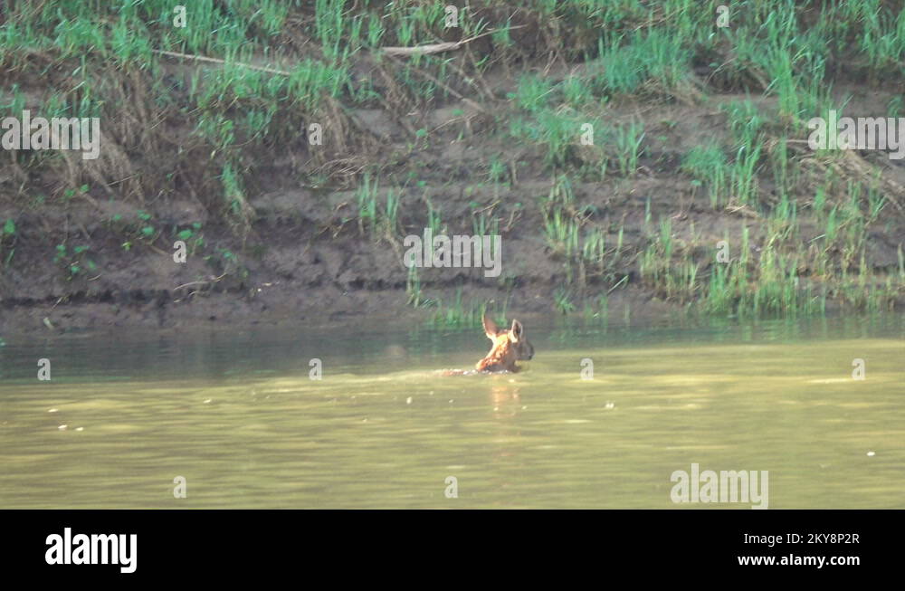 Moose cub Stock Videos & Footage - HD and 4K Video Clips - Alamy