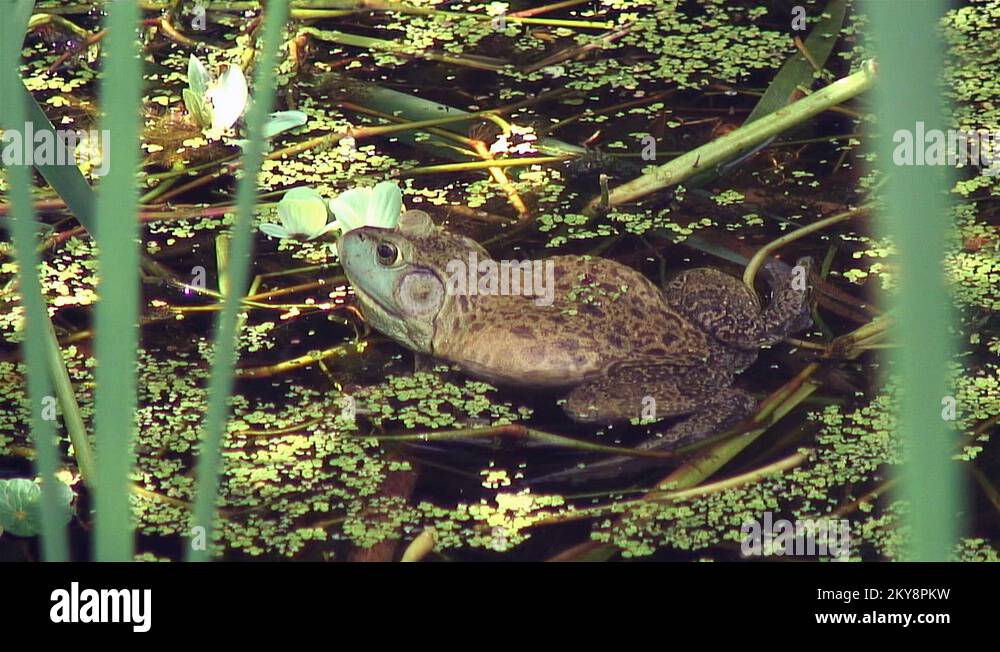 Bullfrog Stock Videos & Footage - HD and 4K Video Clips - Alamy