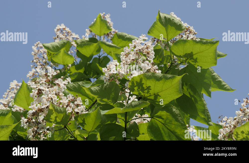 Bees over Catalpa bignonioides tree 4K video Stock Video Footage - Alamy