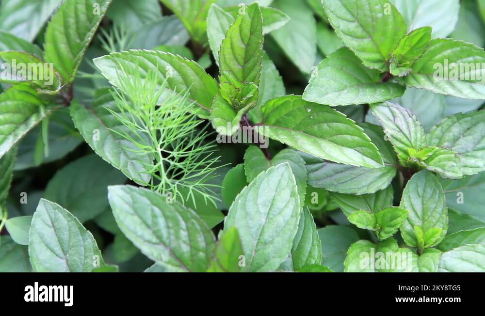 Organic Sweet Thai Basil (Ocimum basilicum var. thyrsiflora Stock Video ...
