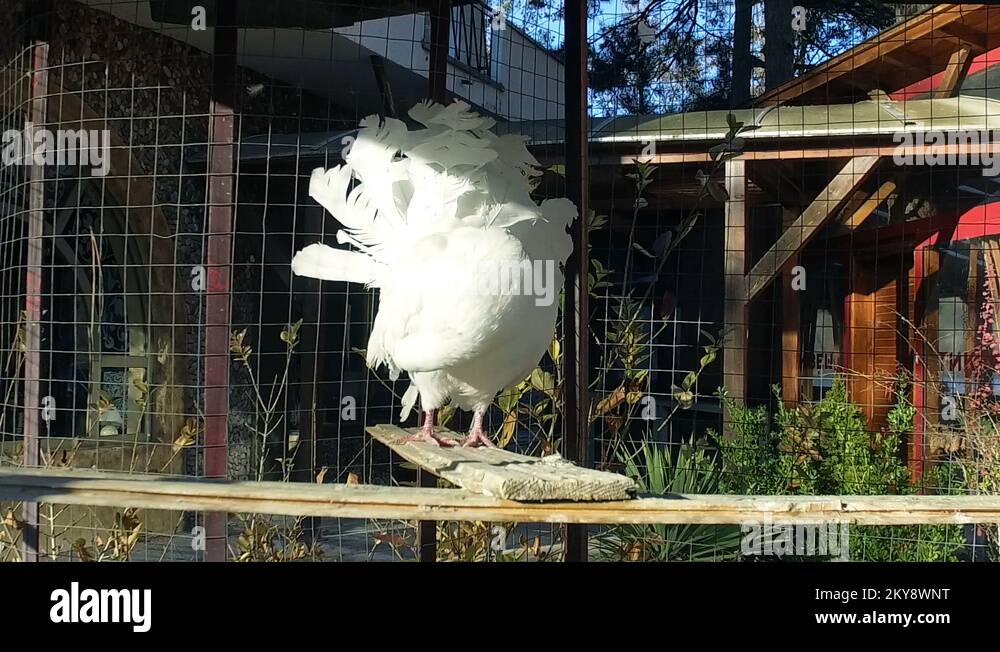 Dancing dove Stock Videos & Footage - HD and 4K Video Clips - Alamy