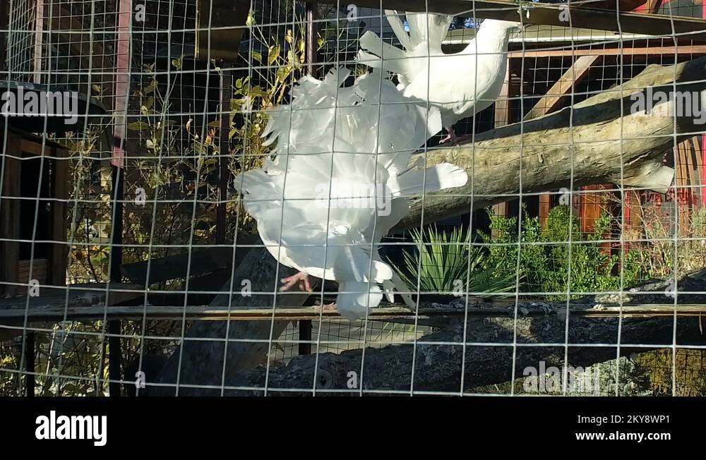 White dove garden bird Stock Videos & Footage - HD and 4K Video Clips ...