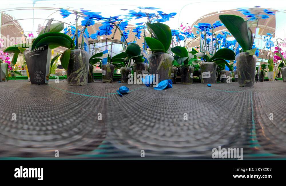 Virtual flowers Stock Videos & Footage - HD and 4K Video Clips - Alamy