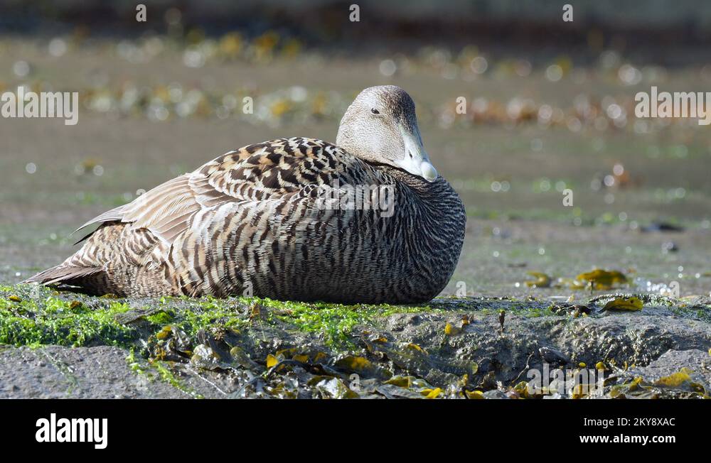 British eider duck Stock Videos & Footage - HD and 4K Video Clips - Alamy
