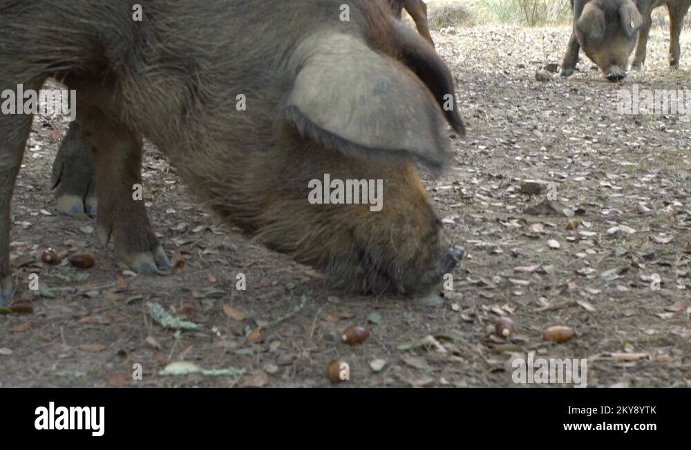 Slow Motion of Black Iberian pigs grazing through the oak trees in ...