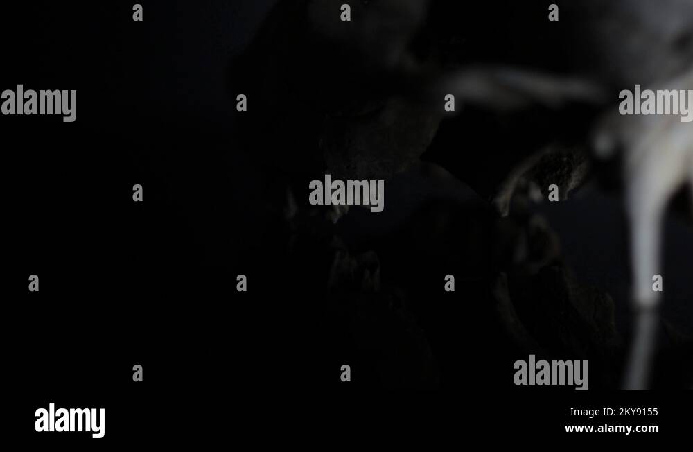 Bones and teeth close up view of an animal skull with a black ...