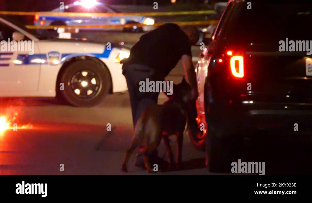 Police investigation dog Stock Videos & Footage - HD and 4K Video Clips ...