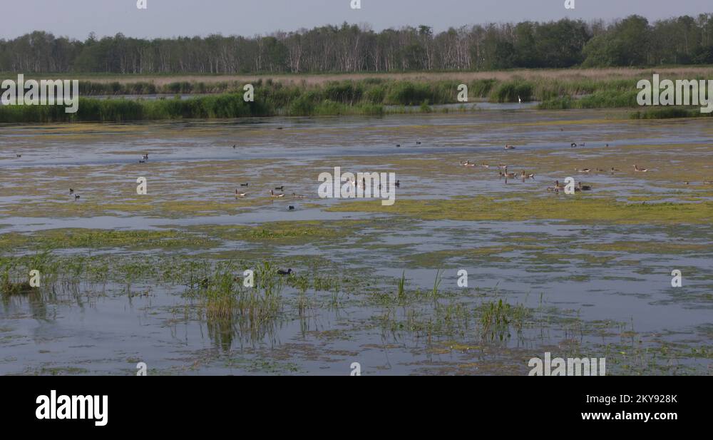 Birds in a conservation area Stock Videos & Footage - HD and 4K Video ...
