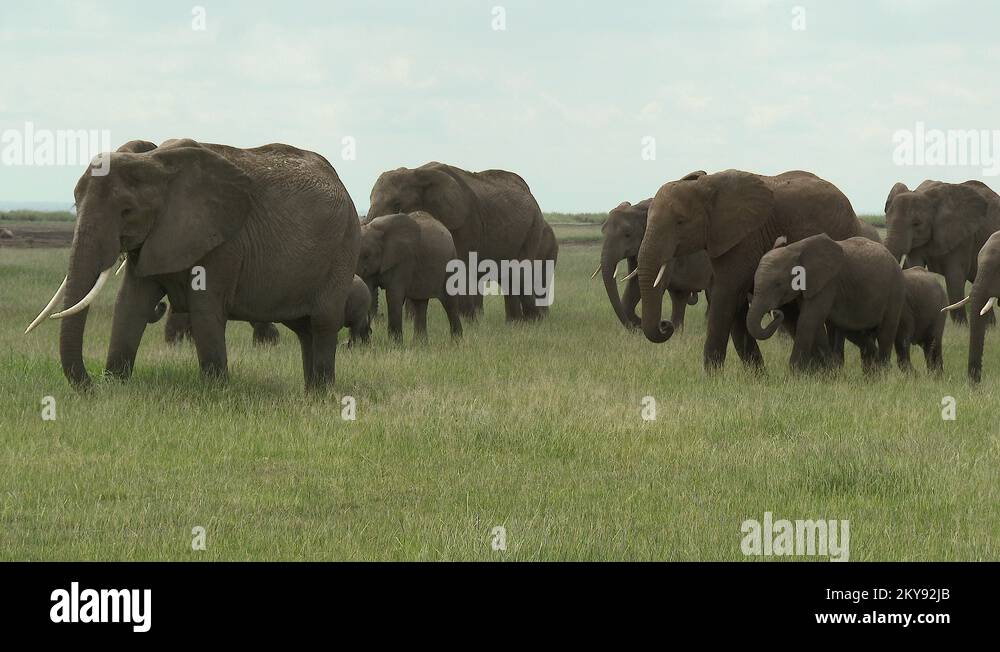 Family of African Elephants foraging together in high grasses Stock ...