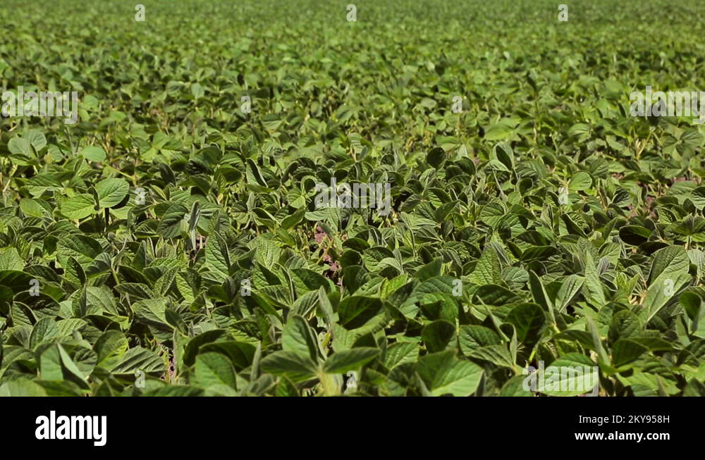 Soy background Stock Videos & Footage - HD and 4K Video Clips - Alamy